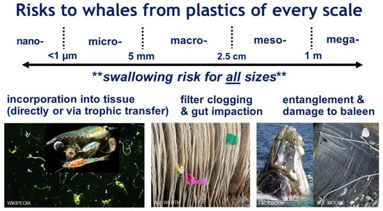 Baleen–Plastic Interactions Reveal High Risk to All Filter-Feeding ...