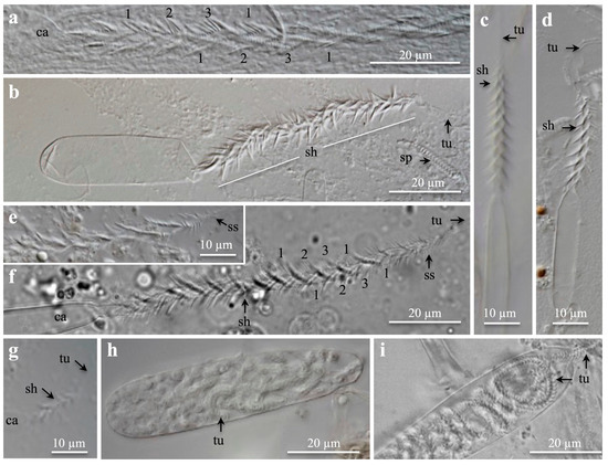 Cnida Morphology as Taxonomic Tools within Tube-Dwelling Anemones ...