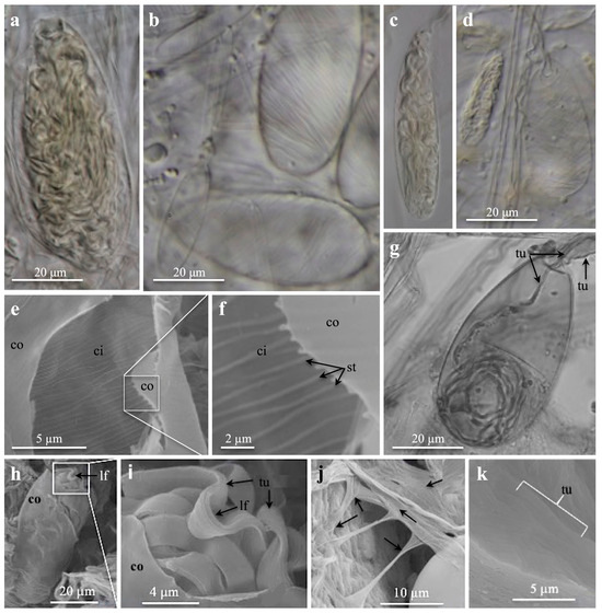 Cnida Morphology as Taxonomic Tools within Tube-Dwelling Anemones ...