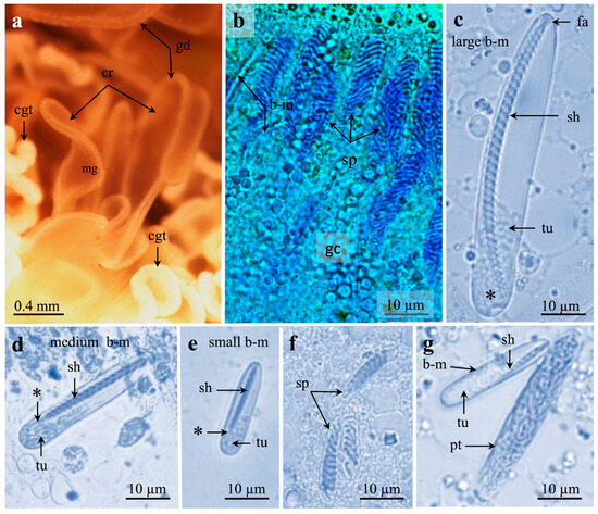 Cnida Morphology as Taxonomic Tools within Tube-Dwelling Anemones ...