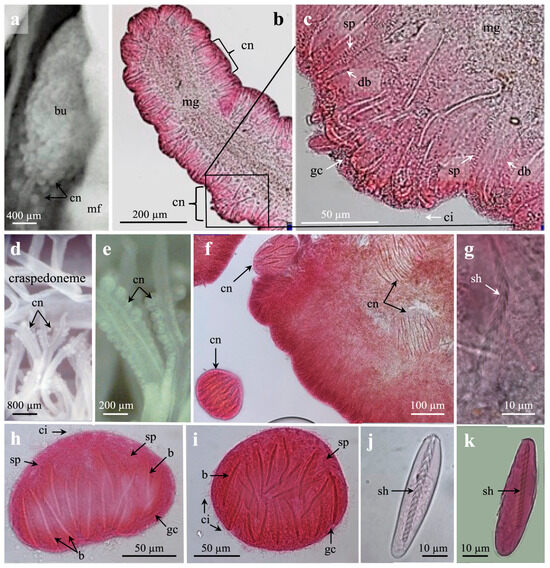 Cnida Morphology as Taxonomic Tools within Tube-Dwelling Anemones ...