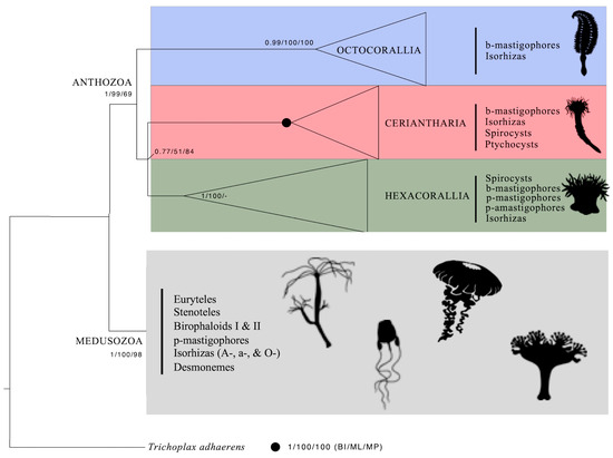 Cnida Morphology as Taxonomic Tools within Tube-Dwelling Anemones ...