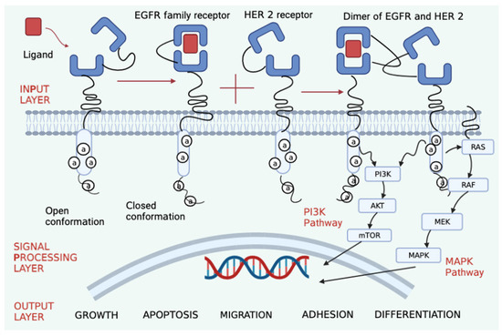 A Comprehensive Review on the Role of Human Epidermal Growth Factor ...