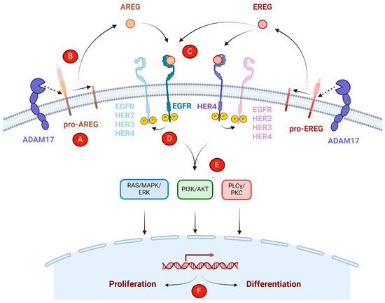 Exploring the Potential of Epiregulin and Amphiregulin as Prognostic ...