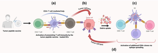 The Role of Therapeutic Vaccines in Cancer Immunotherapy