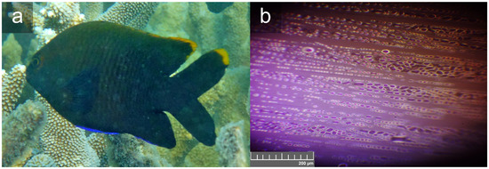 Morphological and Optical Modification of Melanosomes in Fish ...