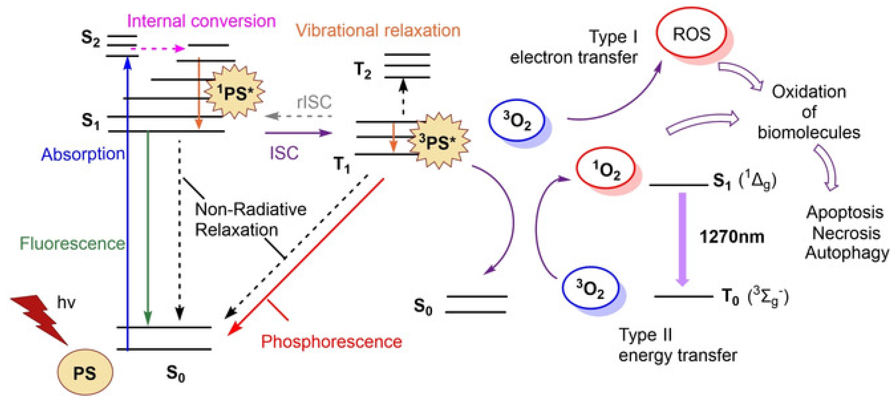 Photodynamic Therapy of Oral Cancer and Novel Liposomal Photosensitizers
