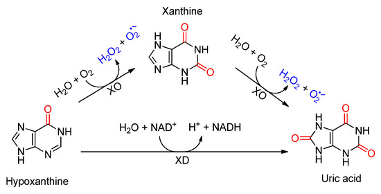 Ten Years Milestones in Xanthine Oxidase Inhibitors Discovery ...