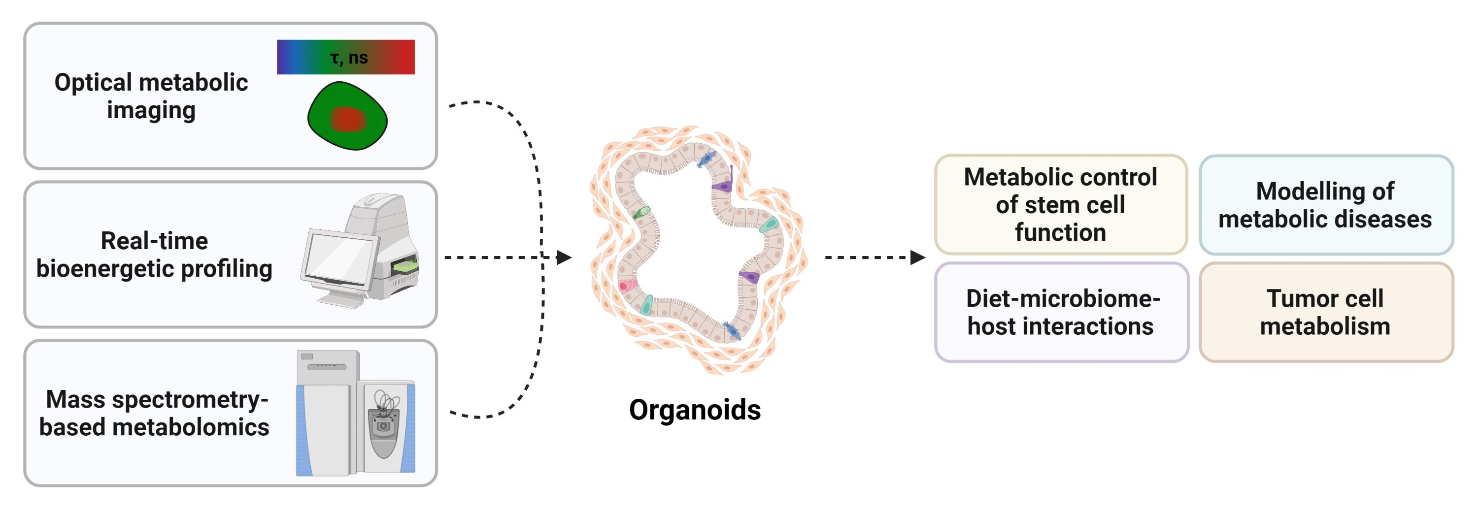 Organoids | Free Full-Text | Metabolic Studies in Organoids: Current ...