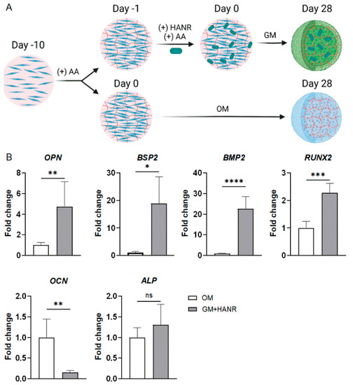 Articular Tissue-Mimicking Organoids Derived from Mesenchymal Stem ...