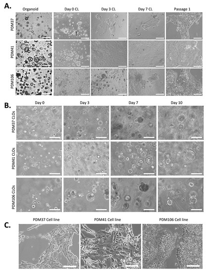 Pancreatic Cancer 3D Cell Line Organoids (CLOs) Maintain the Phenotypic ...