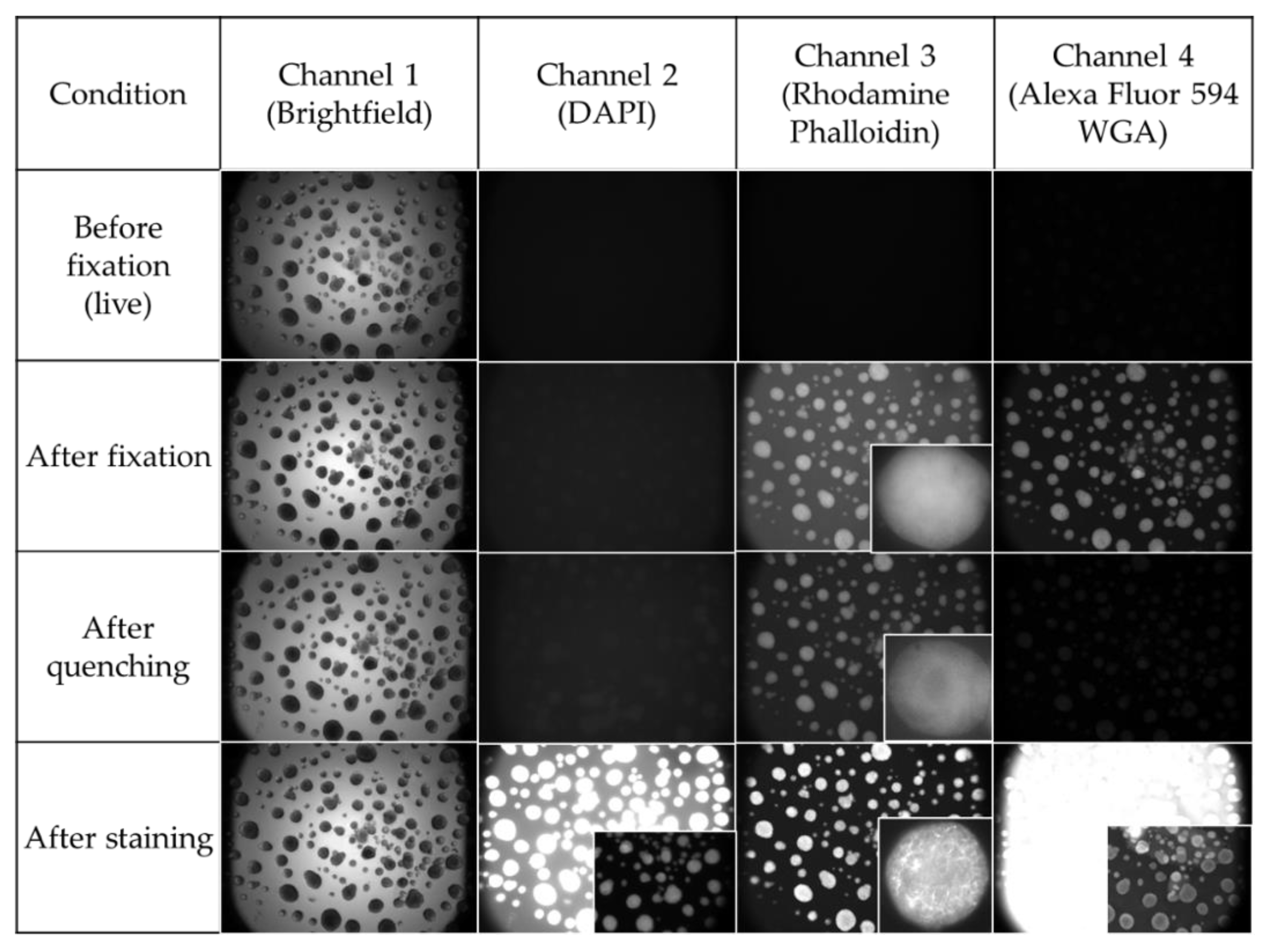 High-Throughput Live and Fixed Cell Imaging Method to Screen Matrigel ...