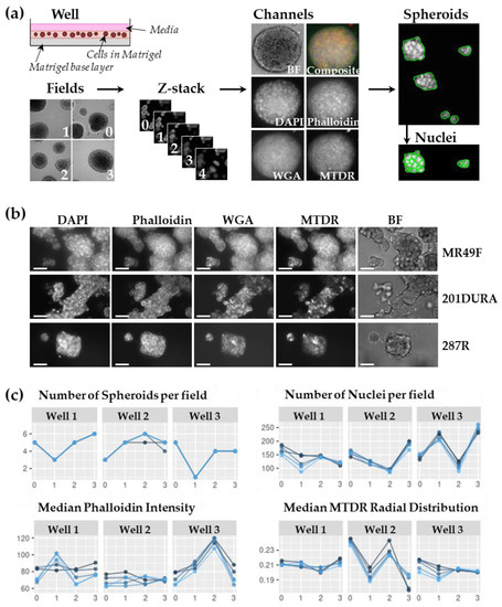 High-Throughput Live and Fixed Cell Imaging Method to Screen Matrigel ...