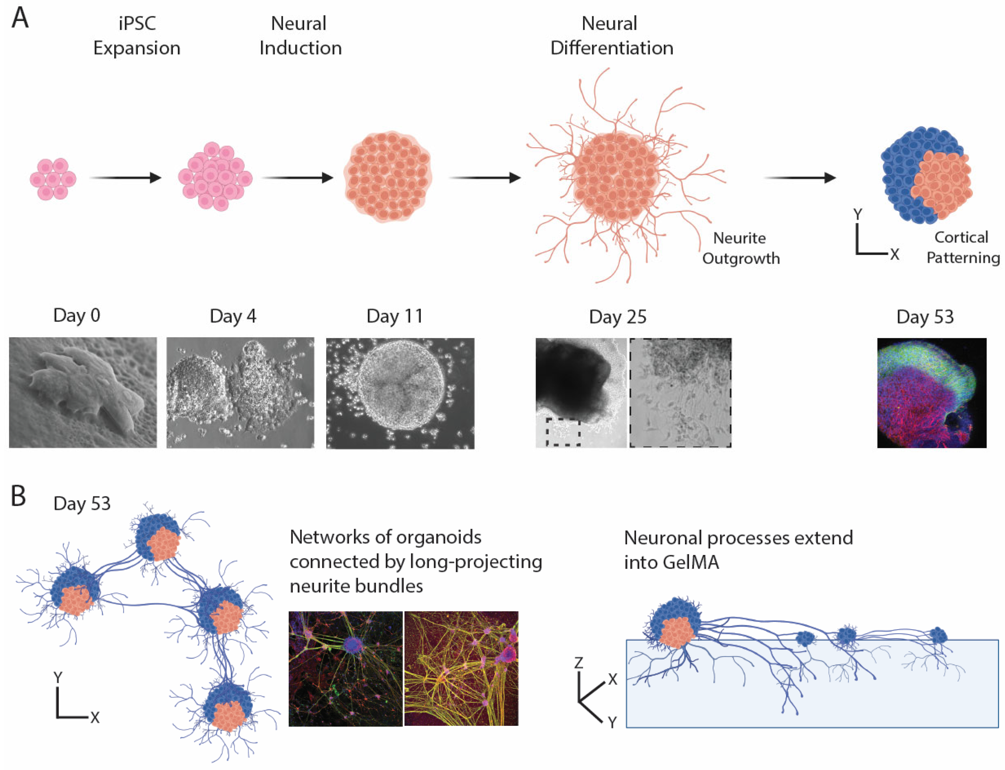 Defined, Simplified, Scalable, and Clinically Compatible Hydrogel-Based Production of Human ...