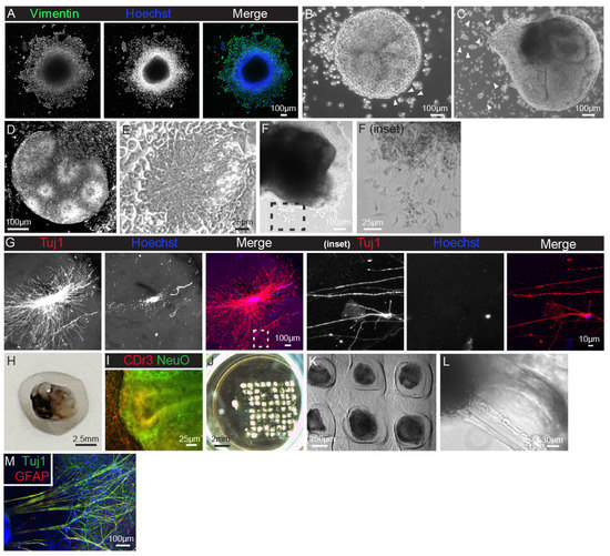 Defined, Simplified, Scalable, and Clinically Compatible Hydrogel-Based ...