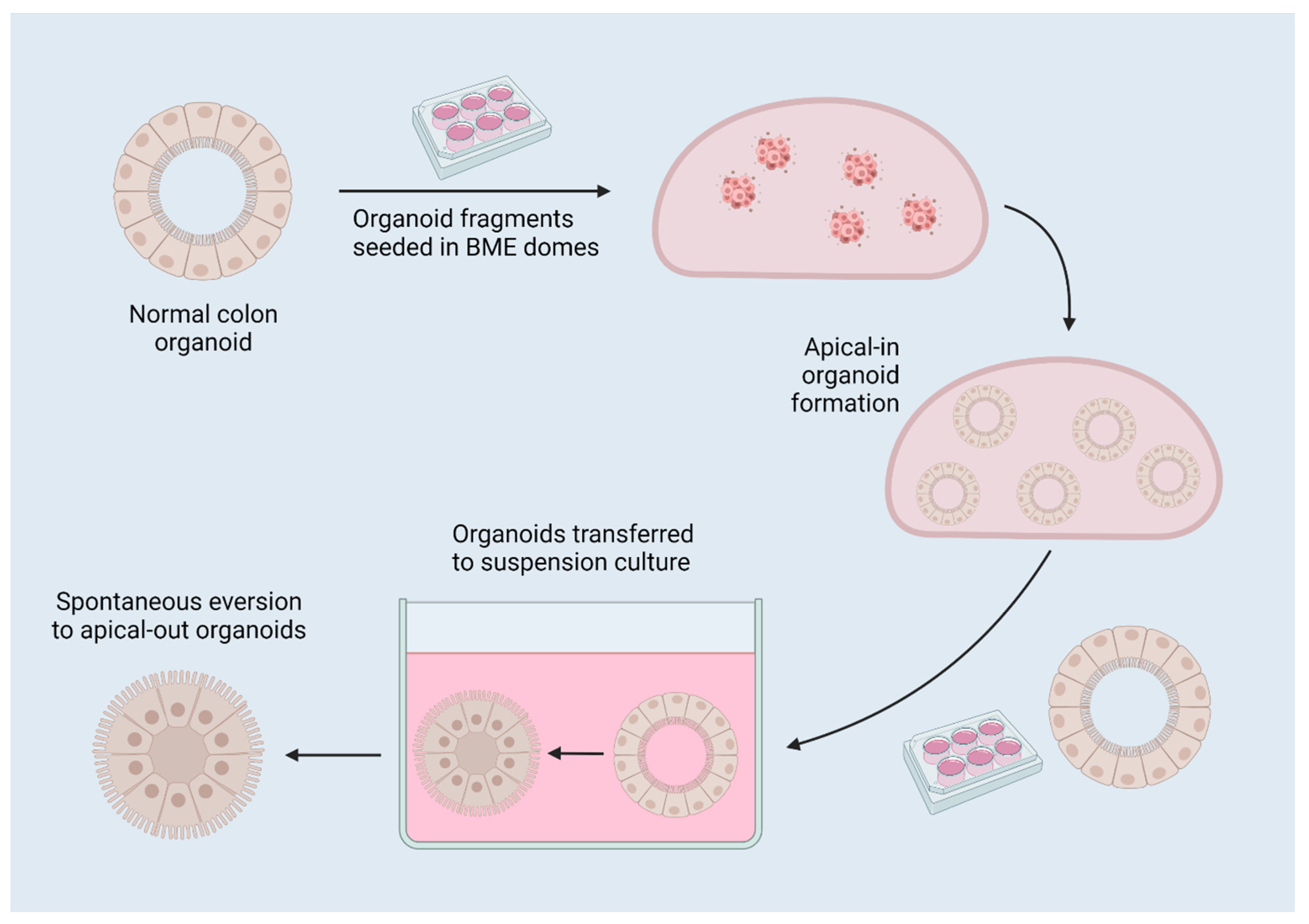 Organoids Free Full Text Applications For Colon Organoid Models In