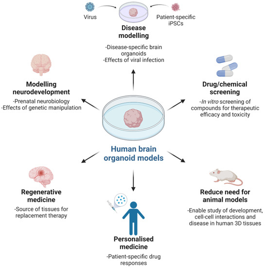 Human Brain Organoids and Consciousness: Moral Claims and Epistemic Uncertainty