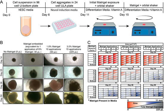 Matrigel Tunes H9 Stem Cell-Derived Human Cerebral Organoid Development