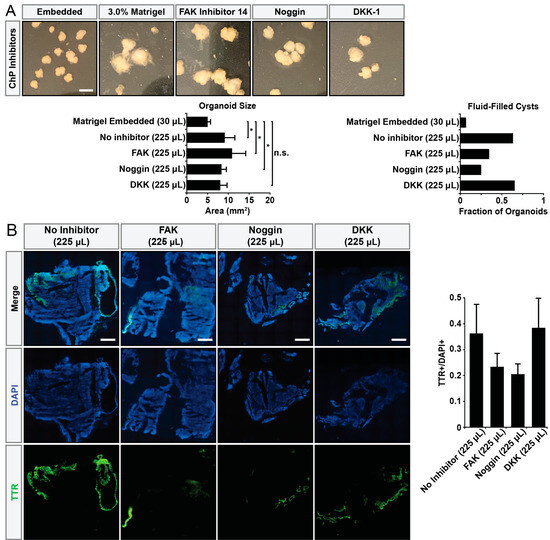 Matrigel Tunes H9 Stem Cell-Derived Human Cerebral Organoid Development
