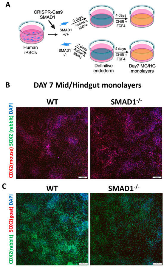 SMAD1 Is Dispensable for CDX2 Induction but Required for the Repression ...