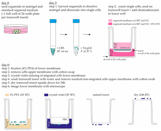 A Method to Study Migration and Invasion of Mouse Intestinal Organoids