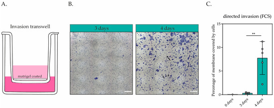 A Method to Study Migration and Invasion of Mouse Intestinal Organoids