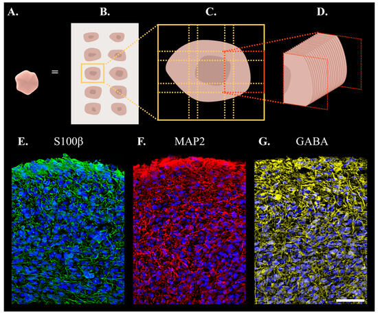 Three-Dimensional Morphological Characterisation of Human Cortical ...