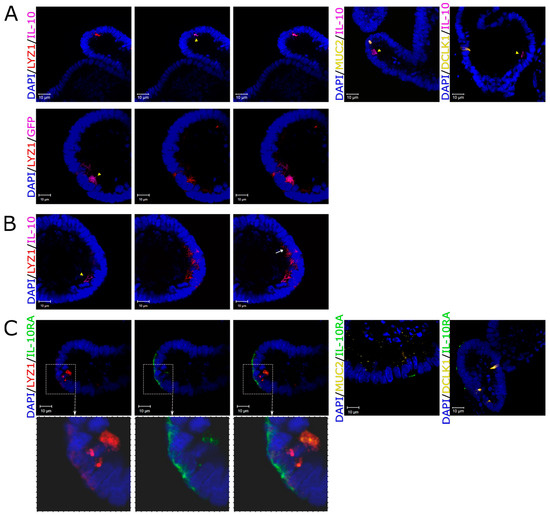 Paneth Cells Are a Constitutive Source of IL-10 in Mouse Small ...