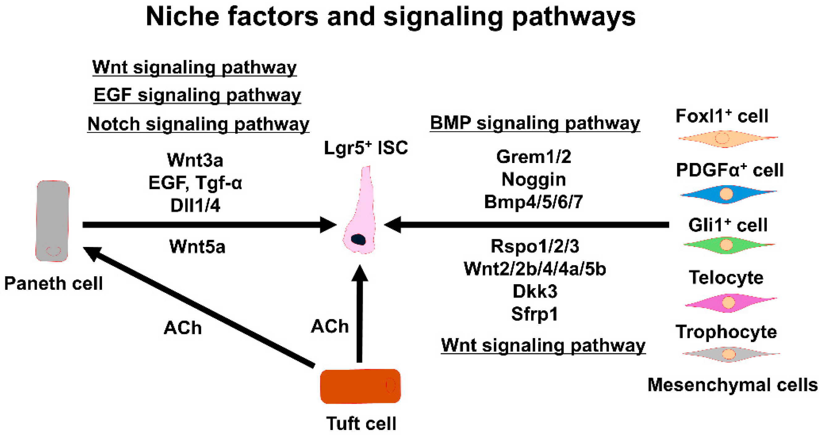 The Intestinal Stem Cell Niche: Generation and Utilization of ...