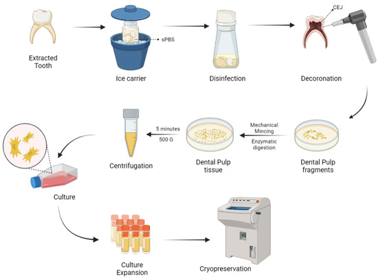 Osteology | An Open Access Journal from MDPI