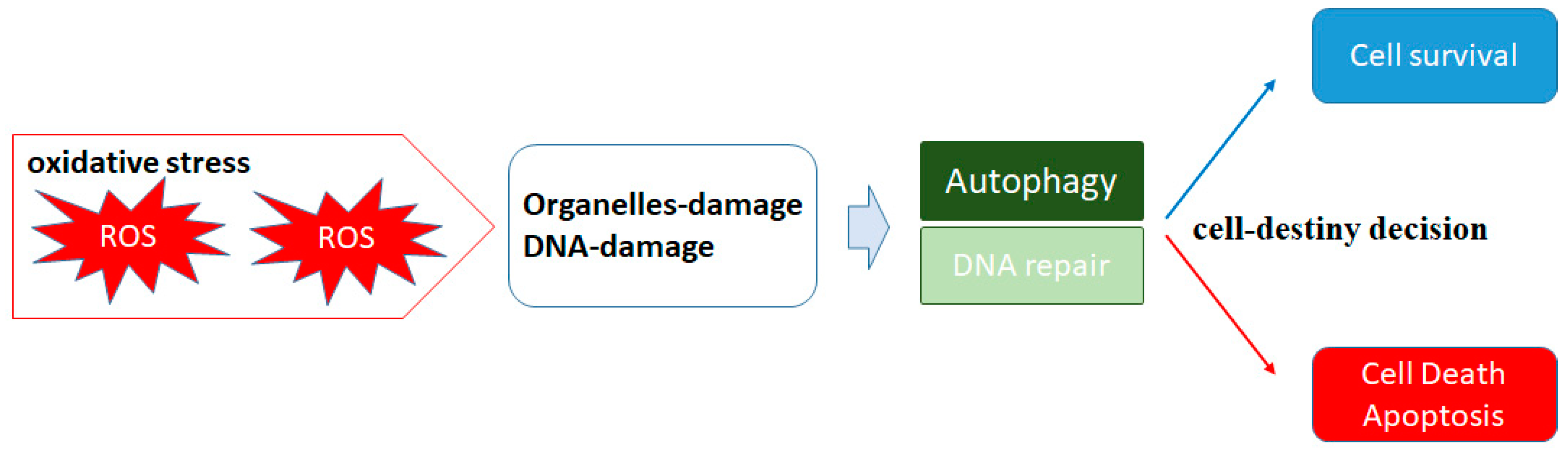 Oxygen | Free Full-Text | Comprehension of the Relationship between ...