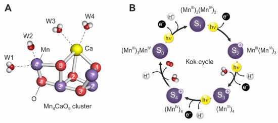 Photosynthetic Production of Molecular Oxygen by Water Oxidation