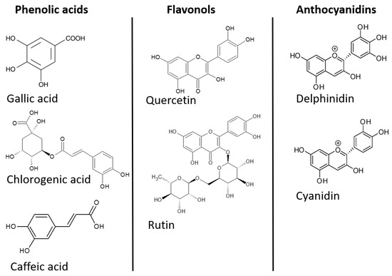 Plant Antioxidants Affect Human and Gut Health, and Their Biosynthesis ...