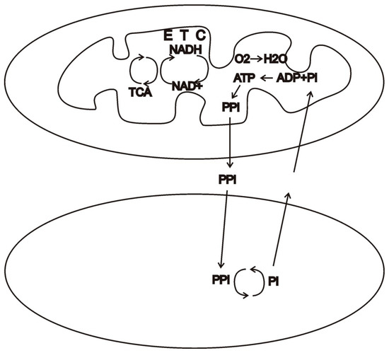 Oxygen | An Open Access Journal from MDPI
