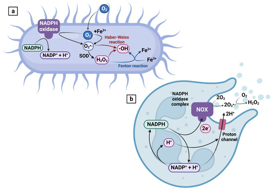 Oxidative Stress as an Underlying Mechanism of Bacteria-Inflicted ...