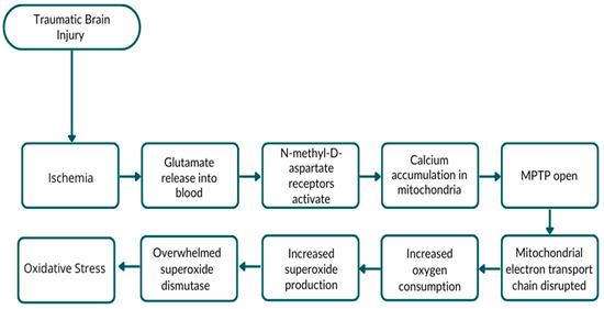 Mechanisms of Mitochondrial Oxidative Stress in Brain Injury: From ...