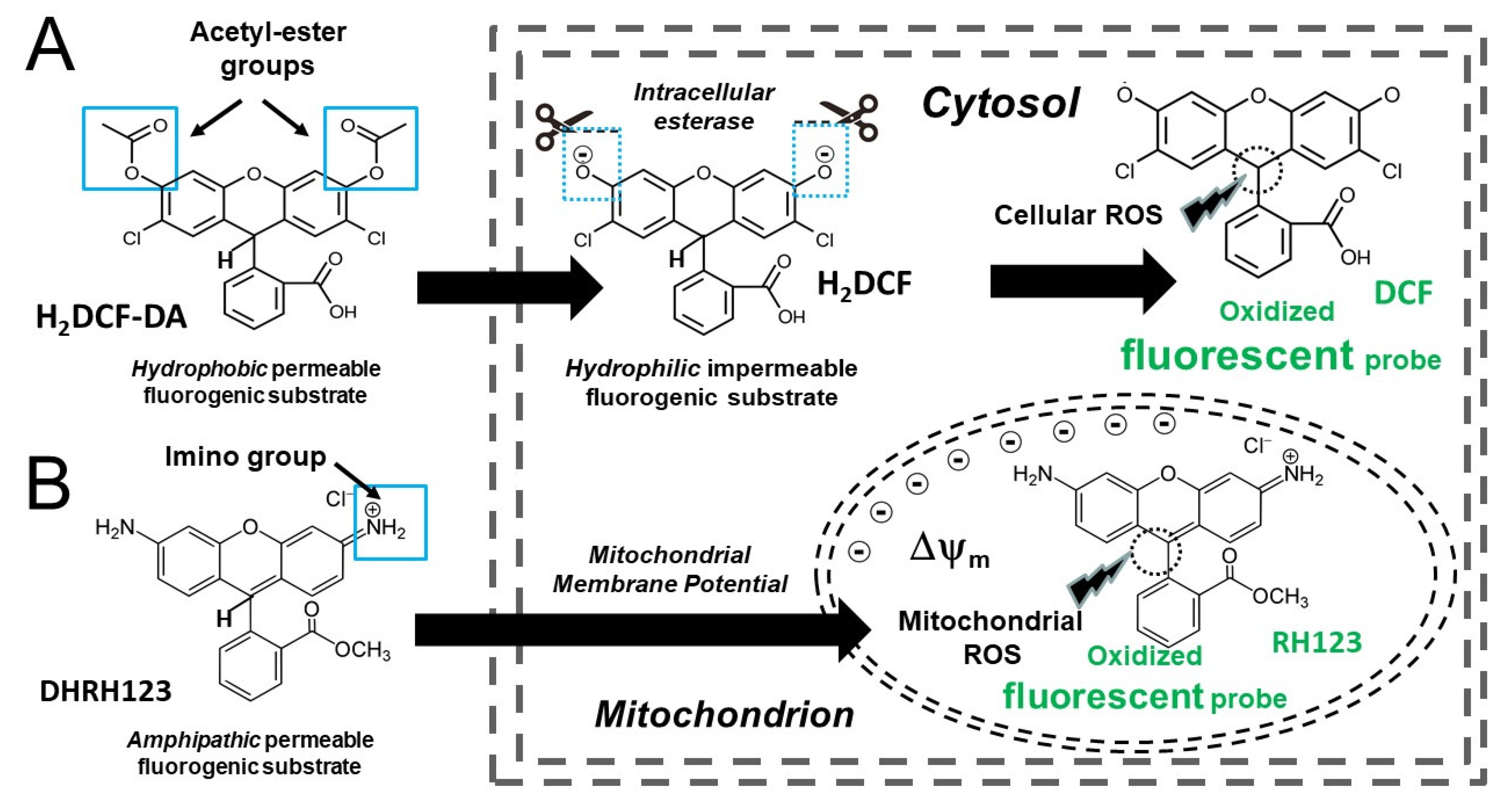 Oxygen | Free Full-Text | Flow Cytometry of Oxygen and Oxygen-Related Cellular Stress