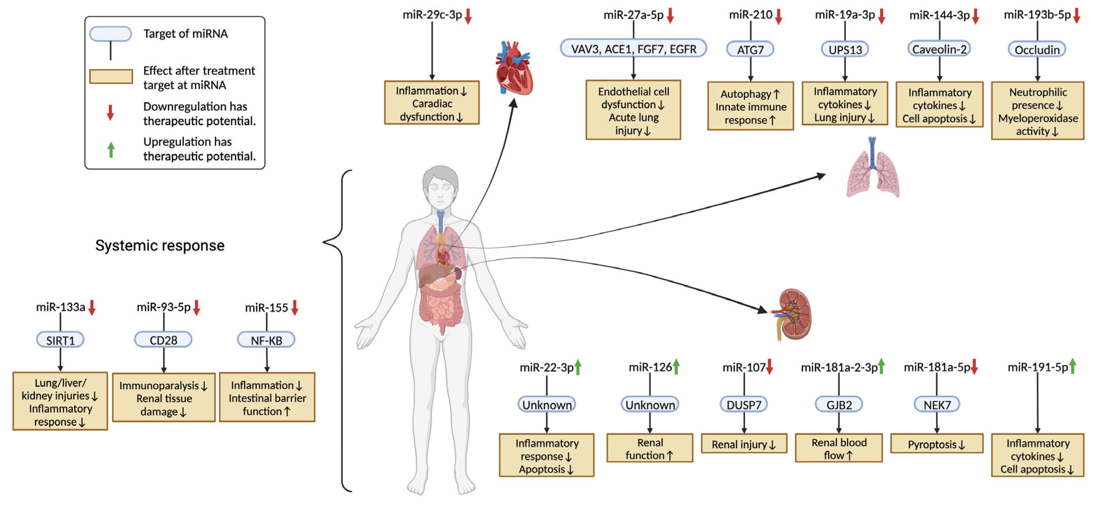 Pre-Clinical Studies of MicroRNA-Based Therapies for Sepsis Pre-Clinical Studies of MicroRNA-Based Therapies for Sepsis