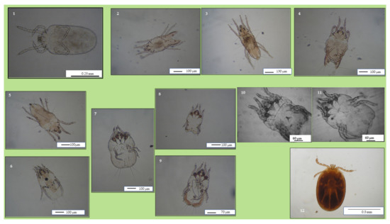 Lice, Flies, Mites, and Ticks on Raptors (Accipitriformes ...