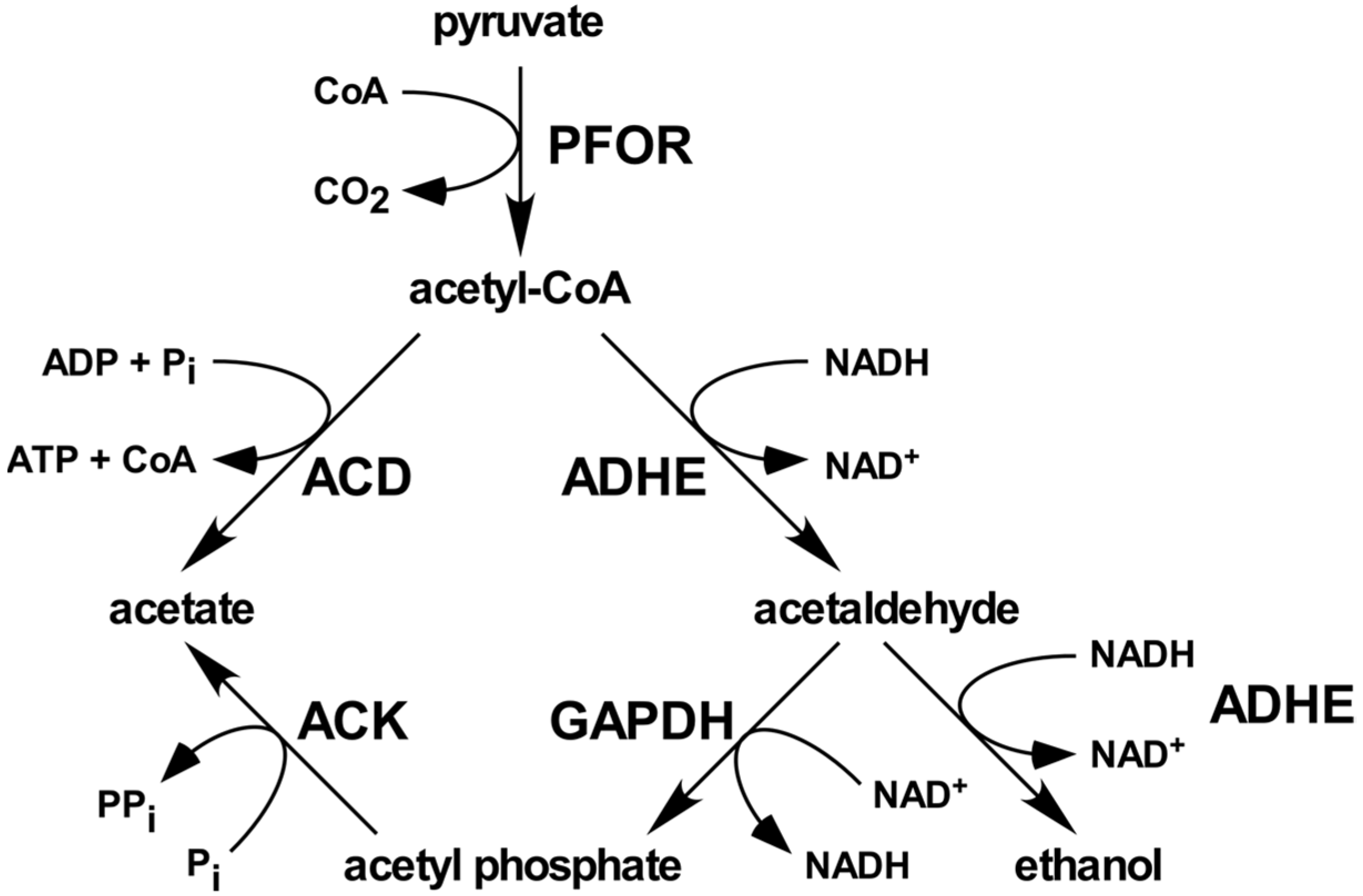 The Role of Acetate Kinase in the Human Parasite Entamoeba histolytica