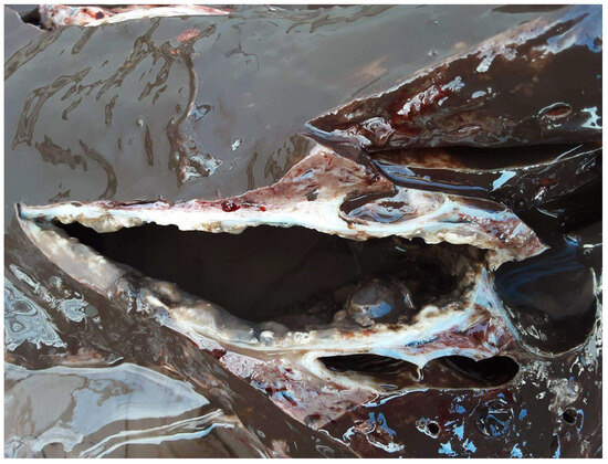 The Large American Liver Fluke (Fascioloides magna): A Survivor’s ...