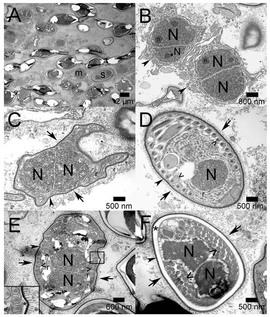 Hirsutonosema embarrassi n. gen. n. sp. (Phylum Microsporidia) in the ...