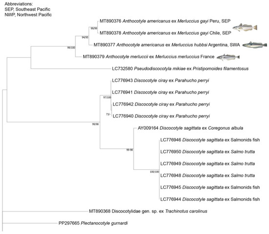 A New Species of Anthocotyle (Polyopisthocotyla: Discocotylidae) from ...