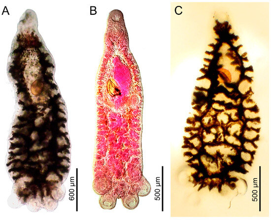 Life-History Traits and Genetic Characterization of Polystoma borellii ...