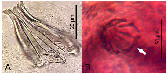 Life-History Traits and Genetic Characterization of Polystoma borellii ...