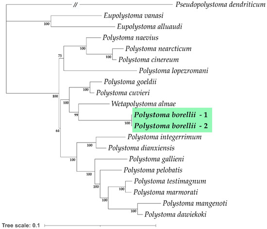 Life-History Traits and Genetic Characterization of Polystoma borellii ...