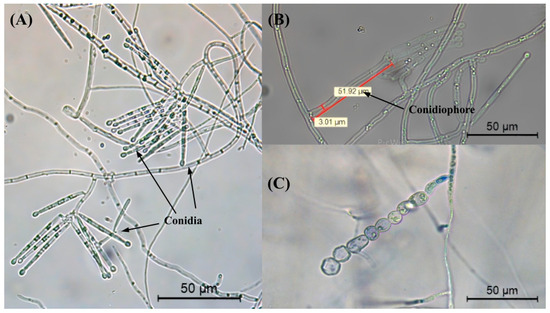 Infective Larvae of Haemonchus contortus (Nematoda: Trichostrongylidae ...