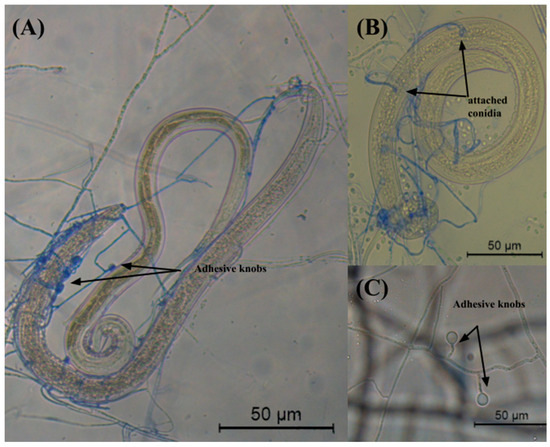 Infective Larvae of Haemonchus contortus (Nematoda: Trichostrongylidae ...