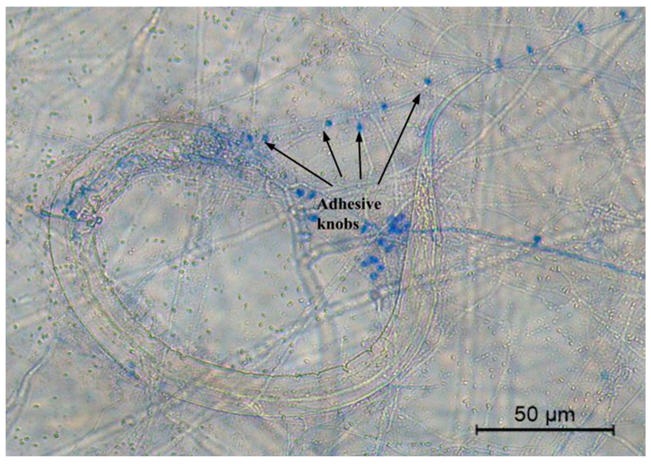 Infective Larvae of Haemonchus contortus (Nematoda: Trichostrongylidae ...