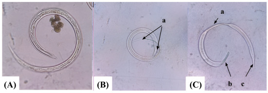 Infective Larvae of Haemonchus contortus (Nematoda: Trichostrongylidae ...